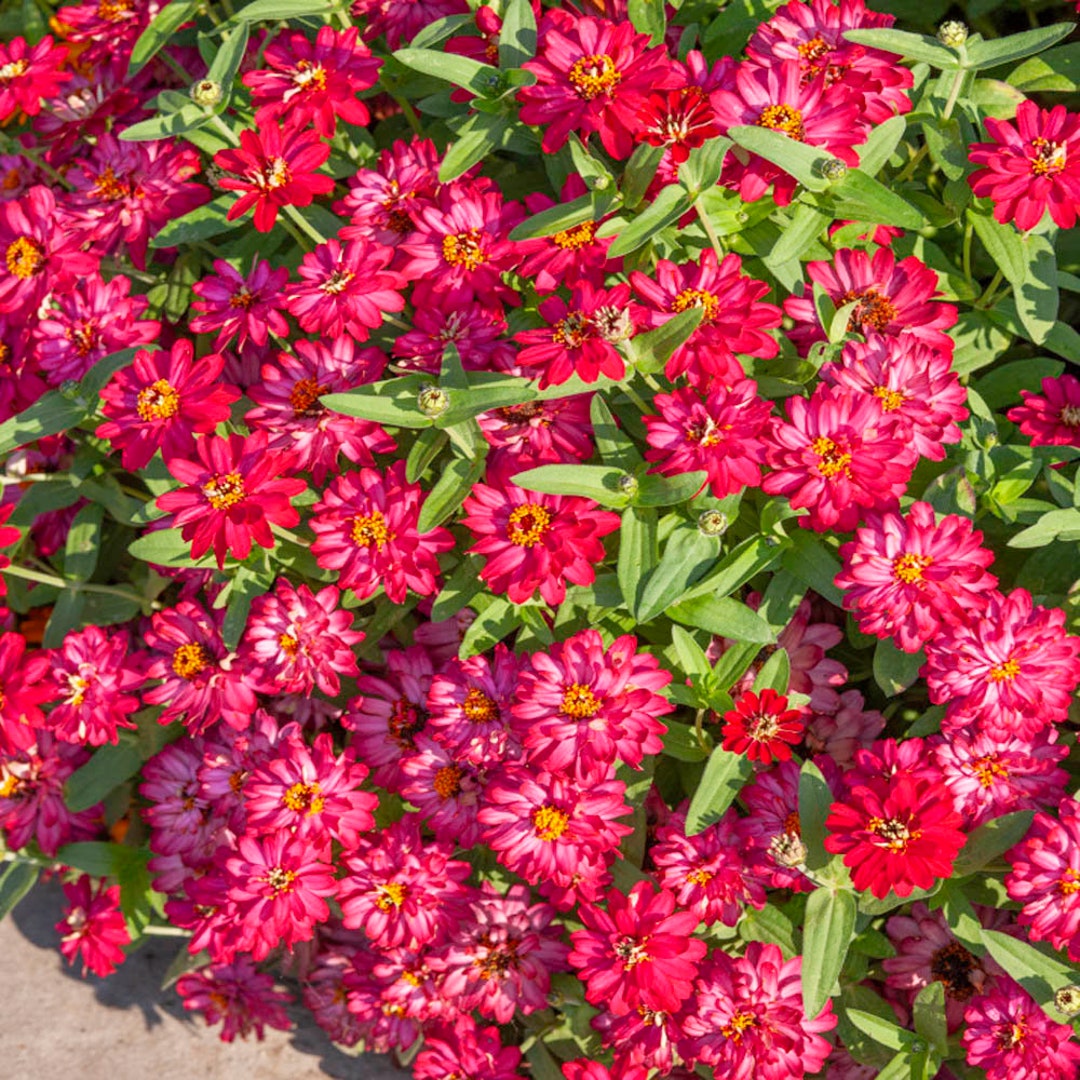 Zinnia Profusion Double Hot Cherry Flower Seeds - 50 Seeds - Etsy