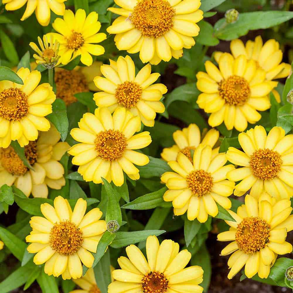 Yellow Zinnia Marylandica Plant Flower Seeds 50 Seeds - Etsy