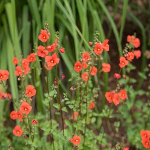Mask Flower Seeds - Red Alonsoa Mask Flower Seed - 10000 Seeds - Etsy