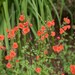Mask Flower Seeds - Red Alonsoa Mask Flower Seed - 10000 Seeds - Etsy