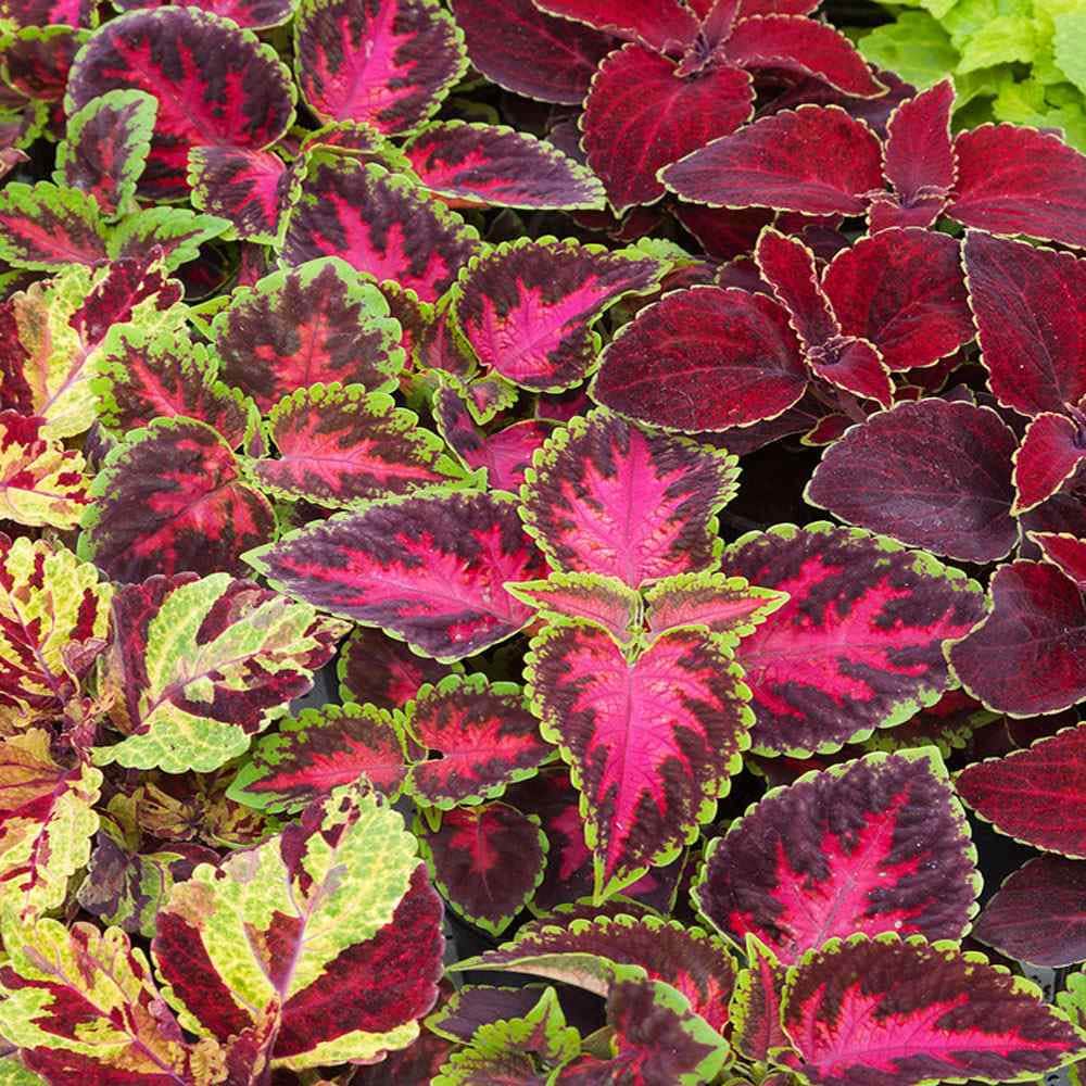 Coleus Fairway Mix Seed Flower Seeds Coleus House Plants - Etsy