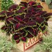 Red Coleus Foliage Plant Seed Coleus Red Kong Flower Seed 10 Seeds - Etsy
