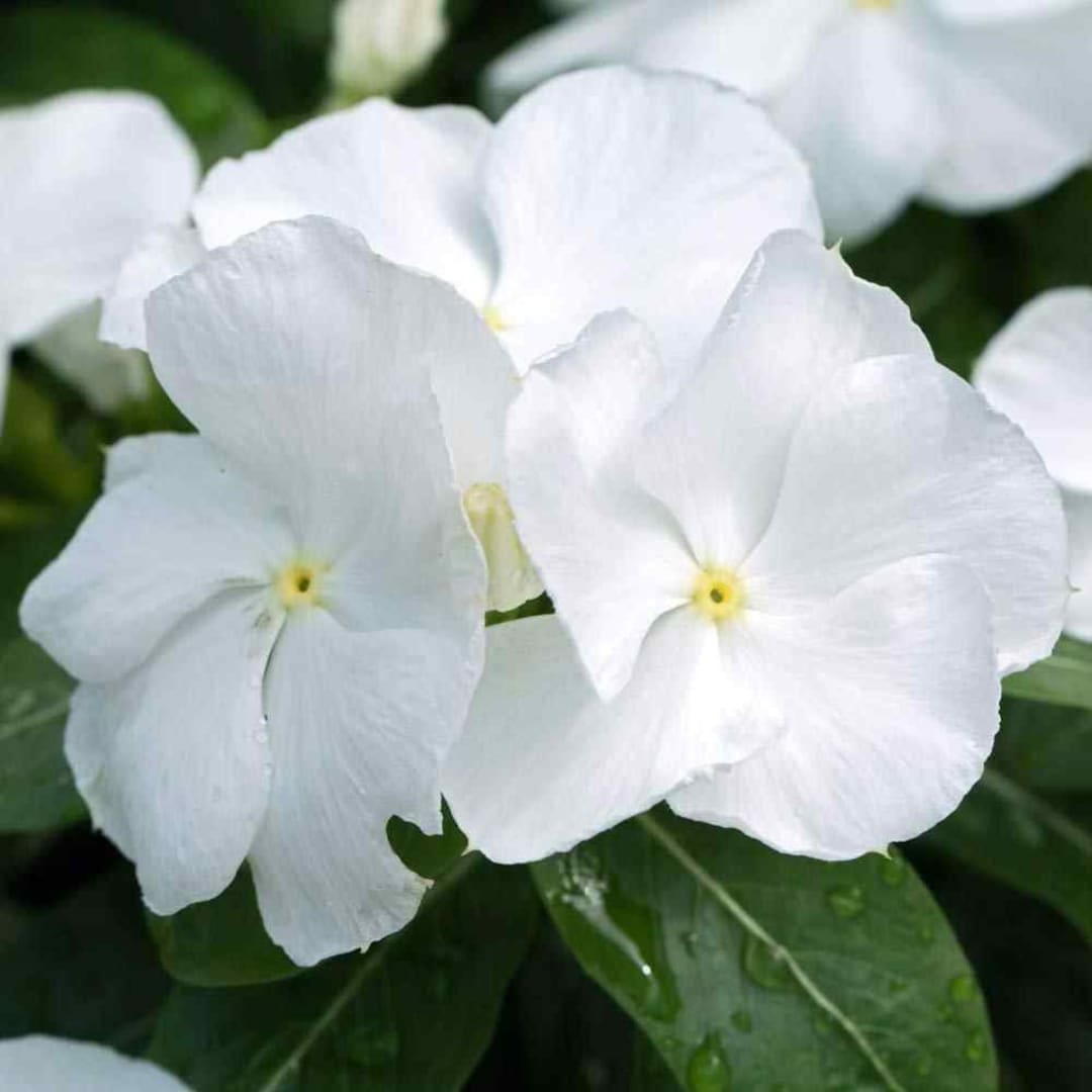 Periwinkle Seeds - Vinca Rosea White Ground Cover Seed - 4000 Seeds - Etsy