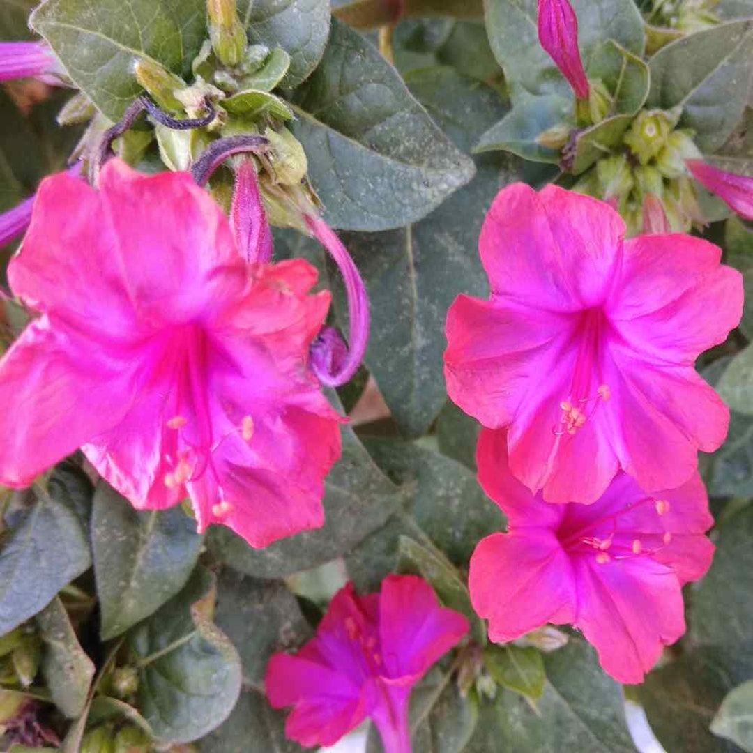 Four O' Clock Seed - Mirabilis Jalapa Pink Flower Seeds - 1 LB - Etsy