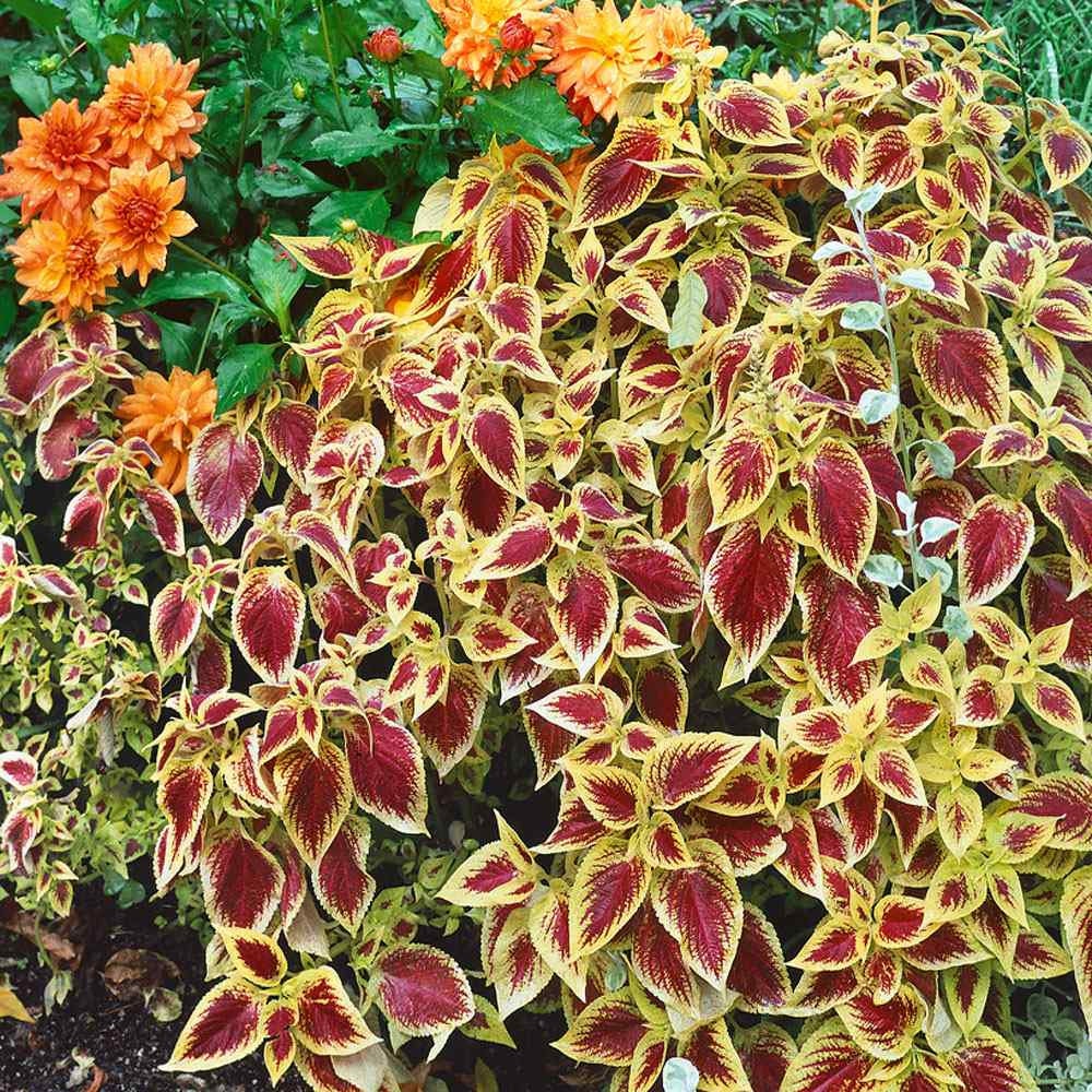 Seeds for Coleus Wizard Scarlet From Outsidepride 100 Seeds - Etsy