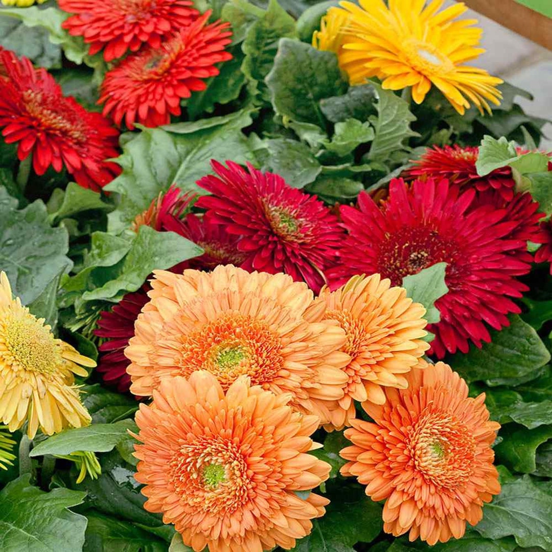 Gerbera Autumn Colors Flower Seed Mix - 20 Seeds - Etsy