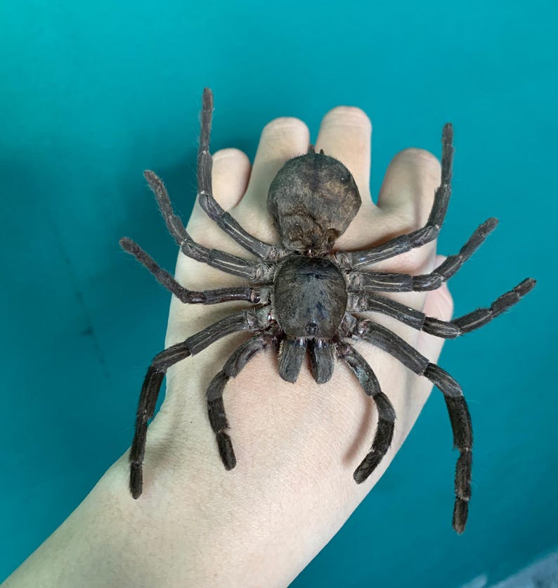 Pack of 2 Spider Taxidermy Real Tarantula Specimen Preserved Art ...
