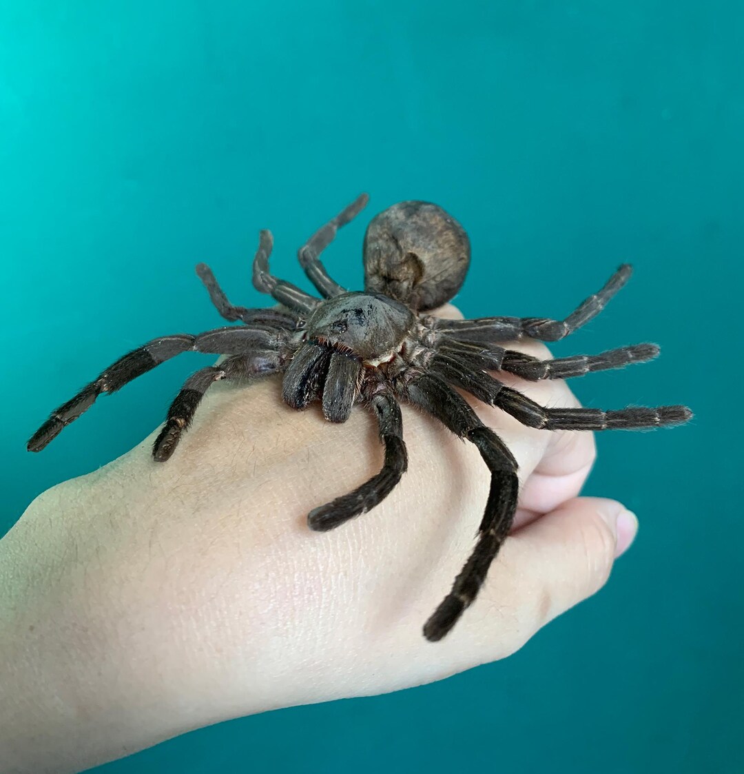 Pack of 2 Spider Taxidermy Real Tarantula Specimen Preserved Art ...