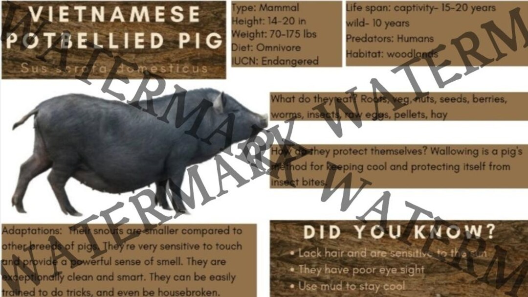 Personalised Animal Information Posters - Etsy