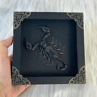 The GIANT Centipede (scolopendra Subspinipes) | Framed & Mounted ...