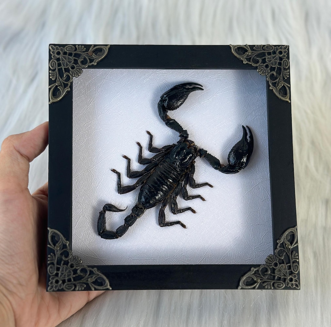 Real Scorpion Insect Frame Dried Beetle Black Shadow Box Bug Preserved ...