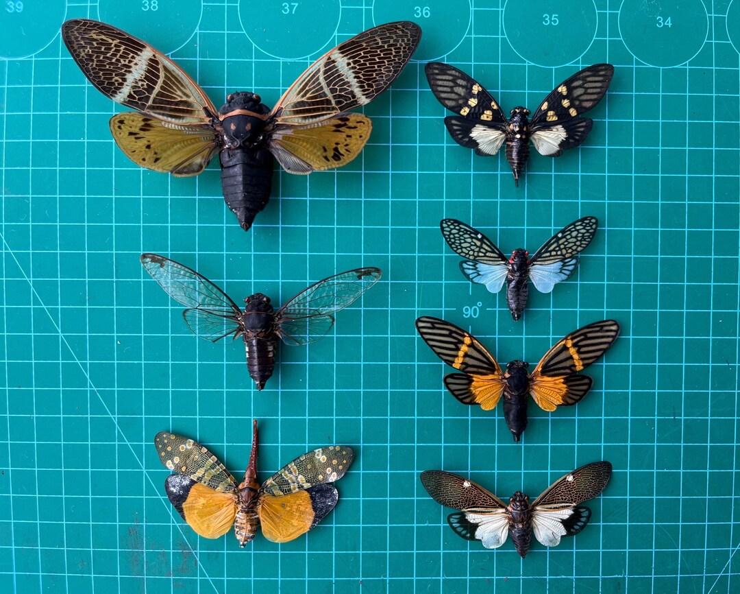 Cicada Taxidermy Specimens, Preserved Insect Butterfly Moth Entomology ...