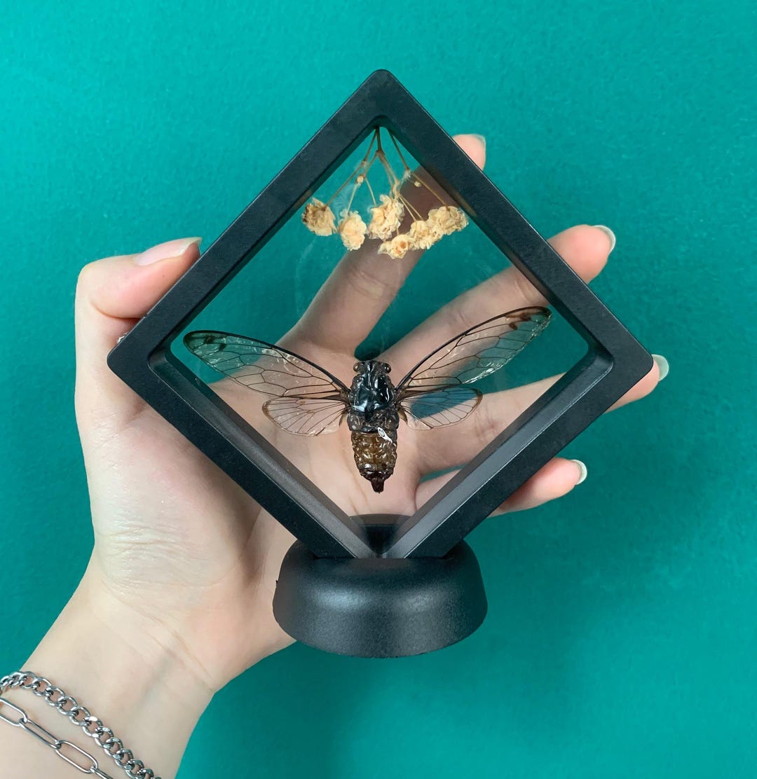 Real Cicada Frame Dried Insect Bug Beetles Taxidermy Display Collection ...