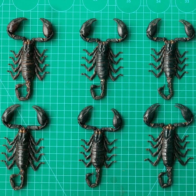 Moth Specimens Pack - Etsy