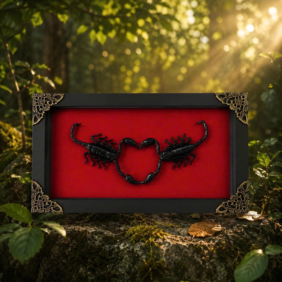 Gothic Heart Scorpion Art, Real Insect Wall Decor, Dark Academia Curio ...