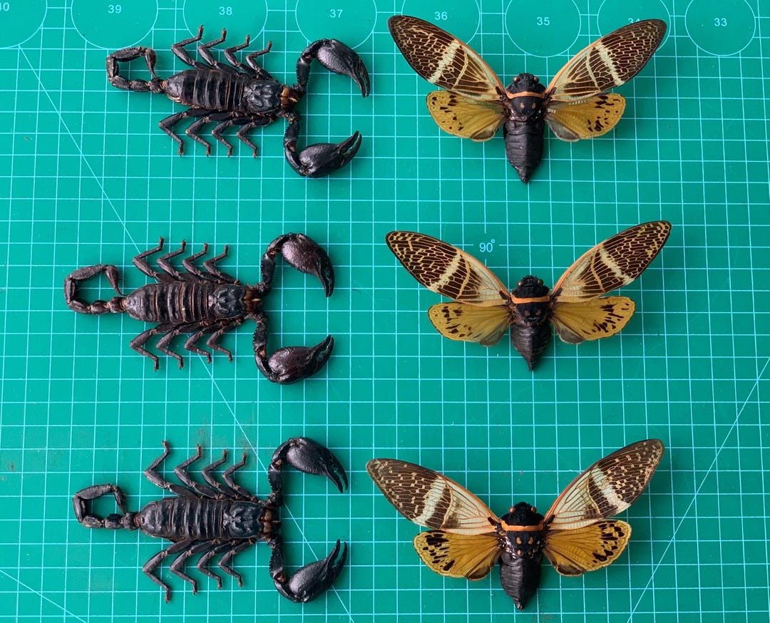 Mixed Real Scorpions & Cicadas Taxidermy, Dried Preserved Insect Beetle ...