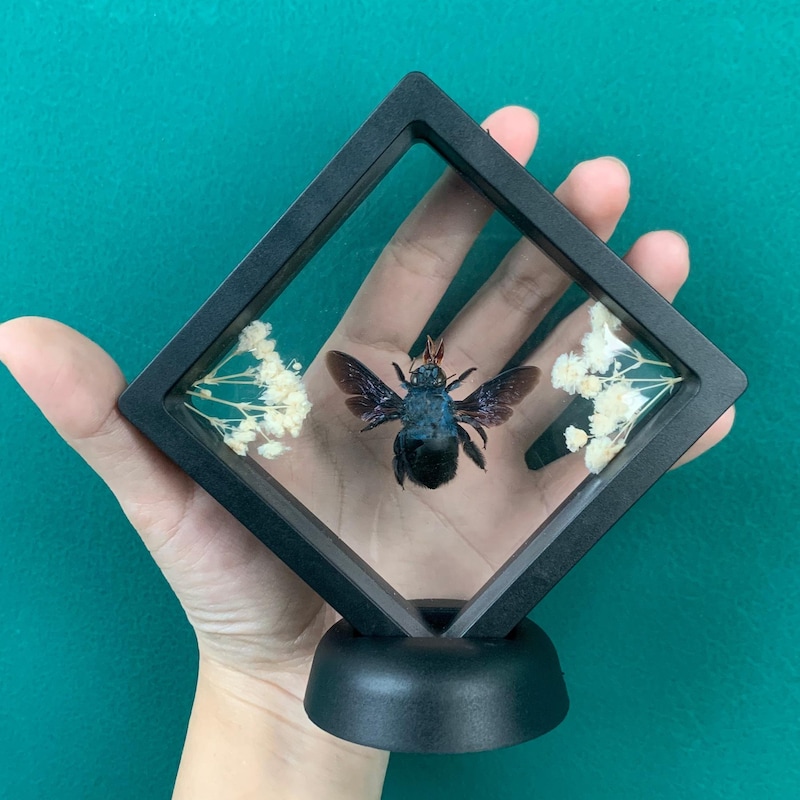 Framed Insects - Etsy