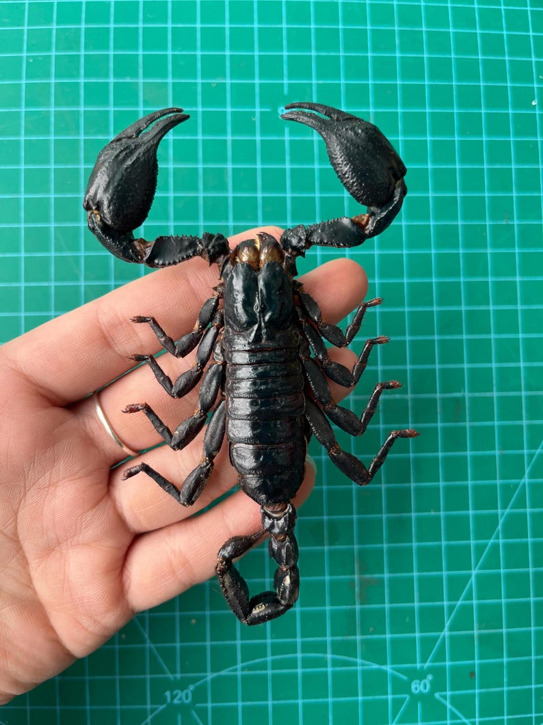Real Scorpions Taxidermy, Dried Preserved Insect Beetle Bug Butterfly ...