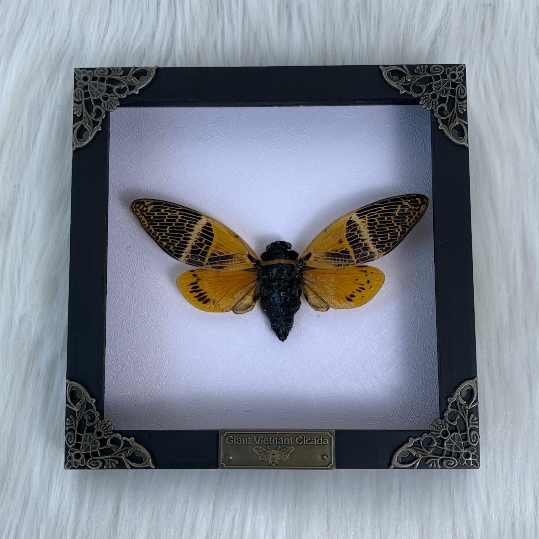 Bug Framed Cicada Insect Collection Dried Beetles Taxidermy Preserved ...