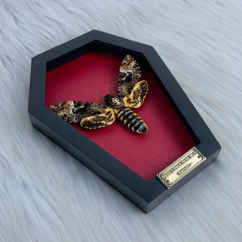 Real Death Head Moth in Coffin Frame Insect Dried Specimen Oddities ...