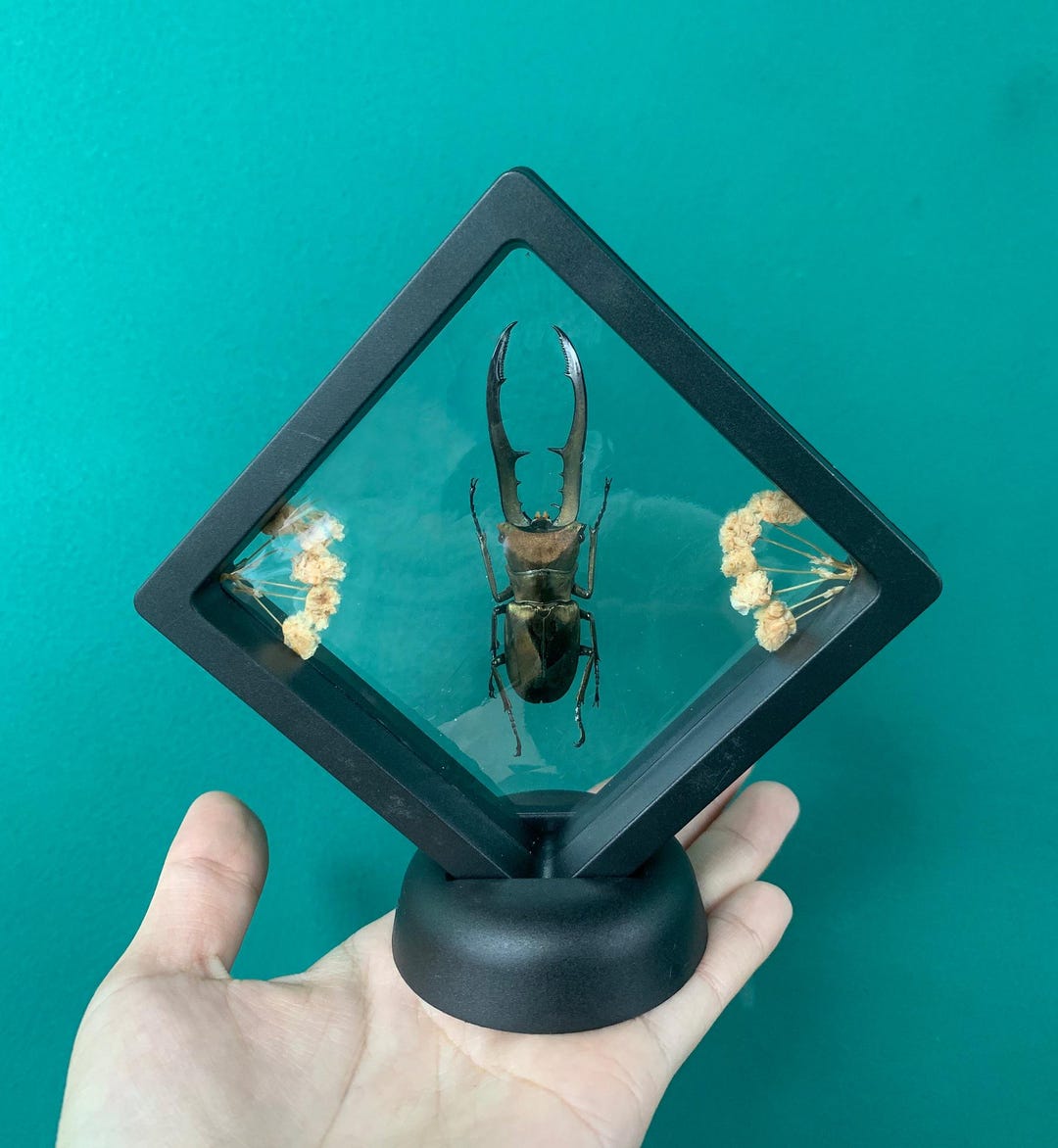 Real Stag Horn Beetle Frame Taxidermy Display Insect Preserved Bug ...