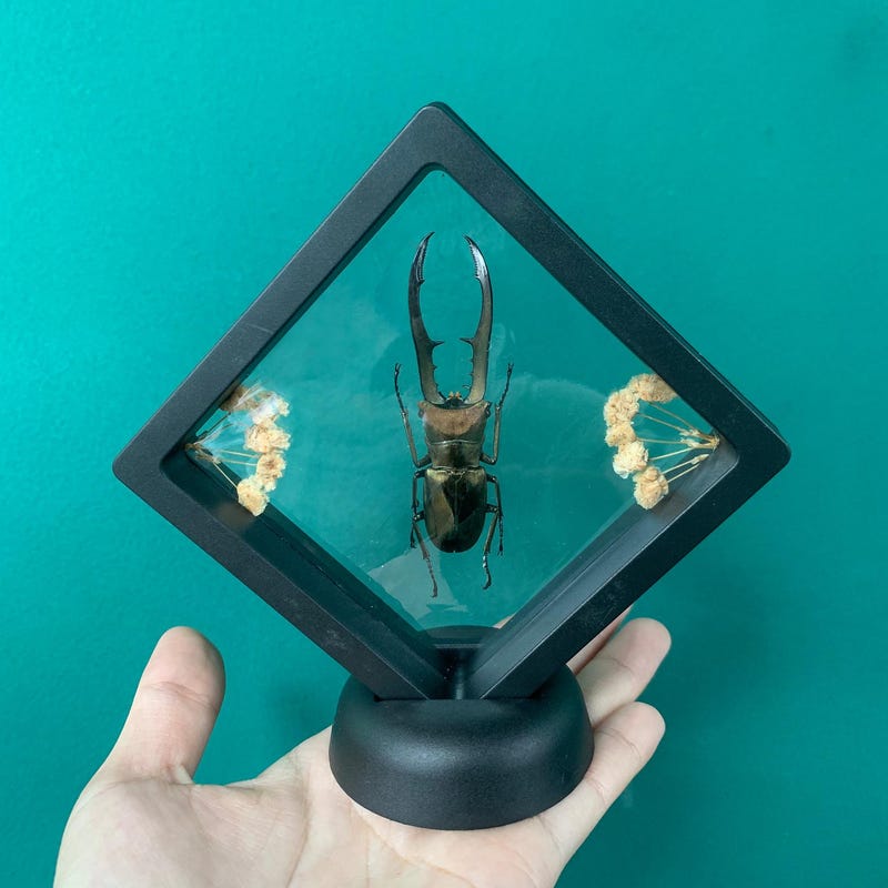 Framed Insects - Etsy
