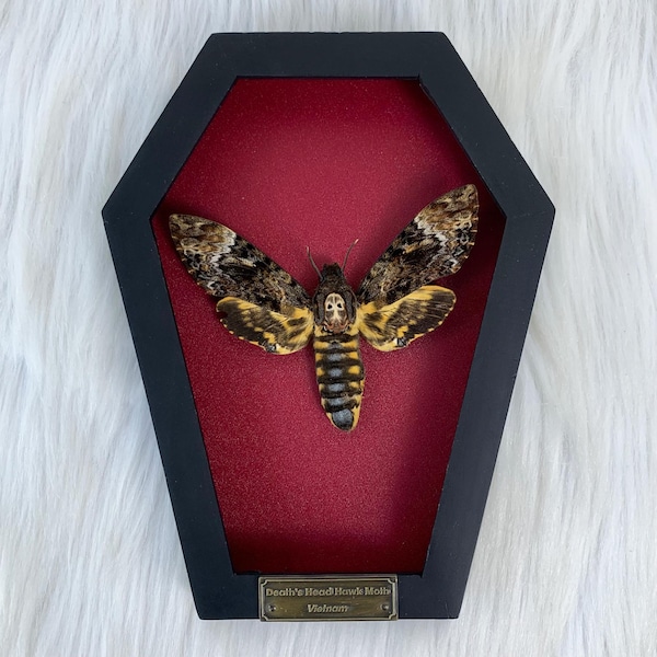 Death Head Moth - Etsy