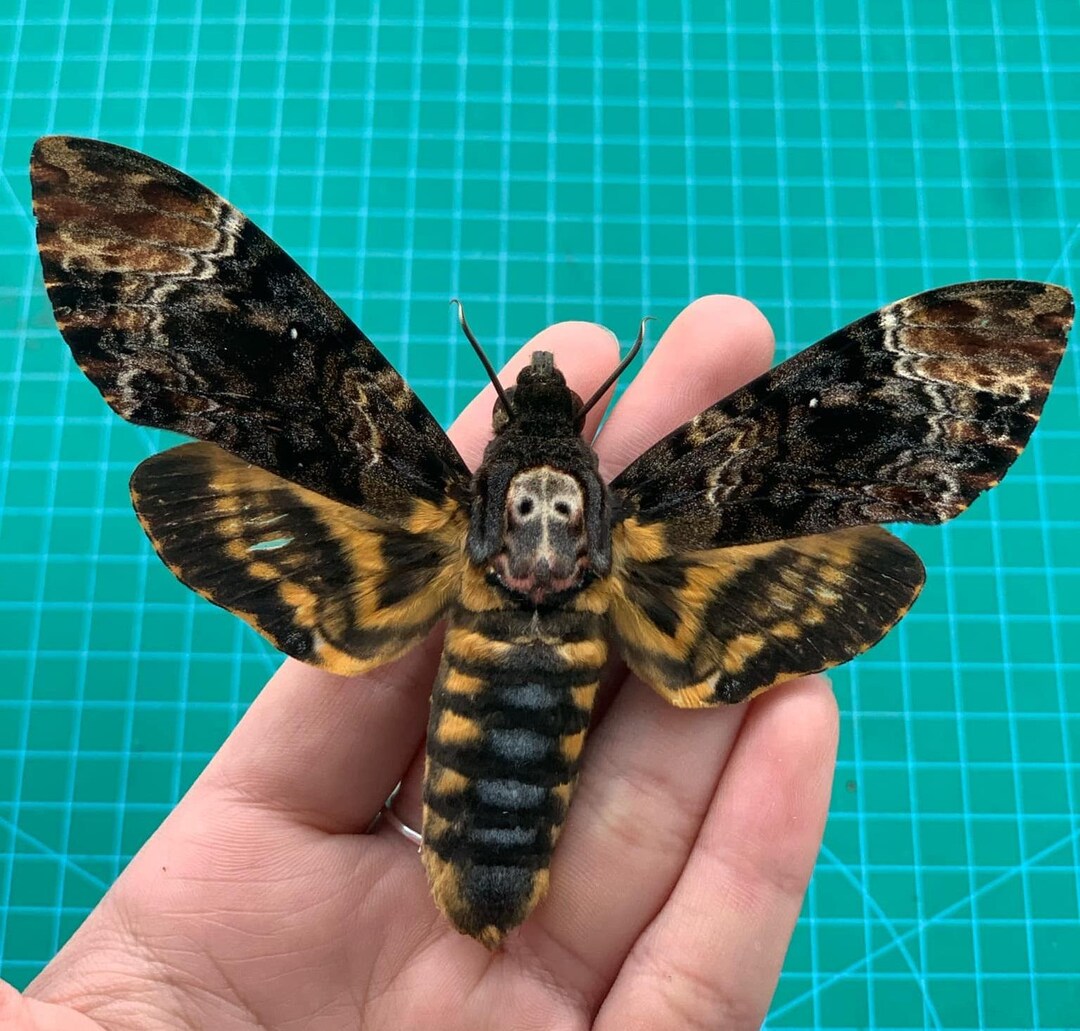 Real Death Head Moth Open Wings Taxidermy, Spread Butterfly Moth Insect ...