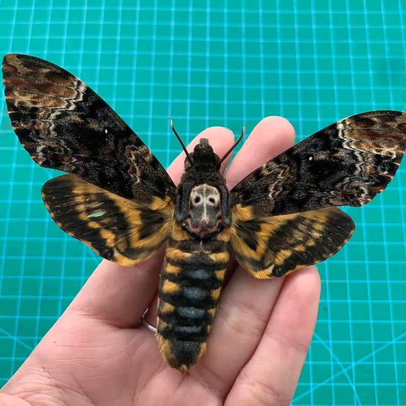 Death Head Moth - Etsy
