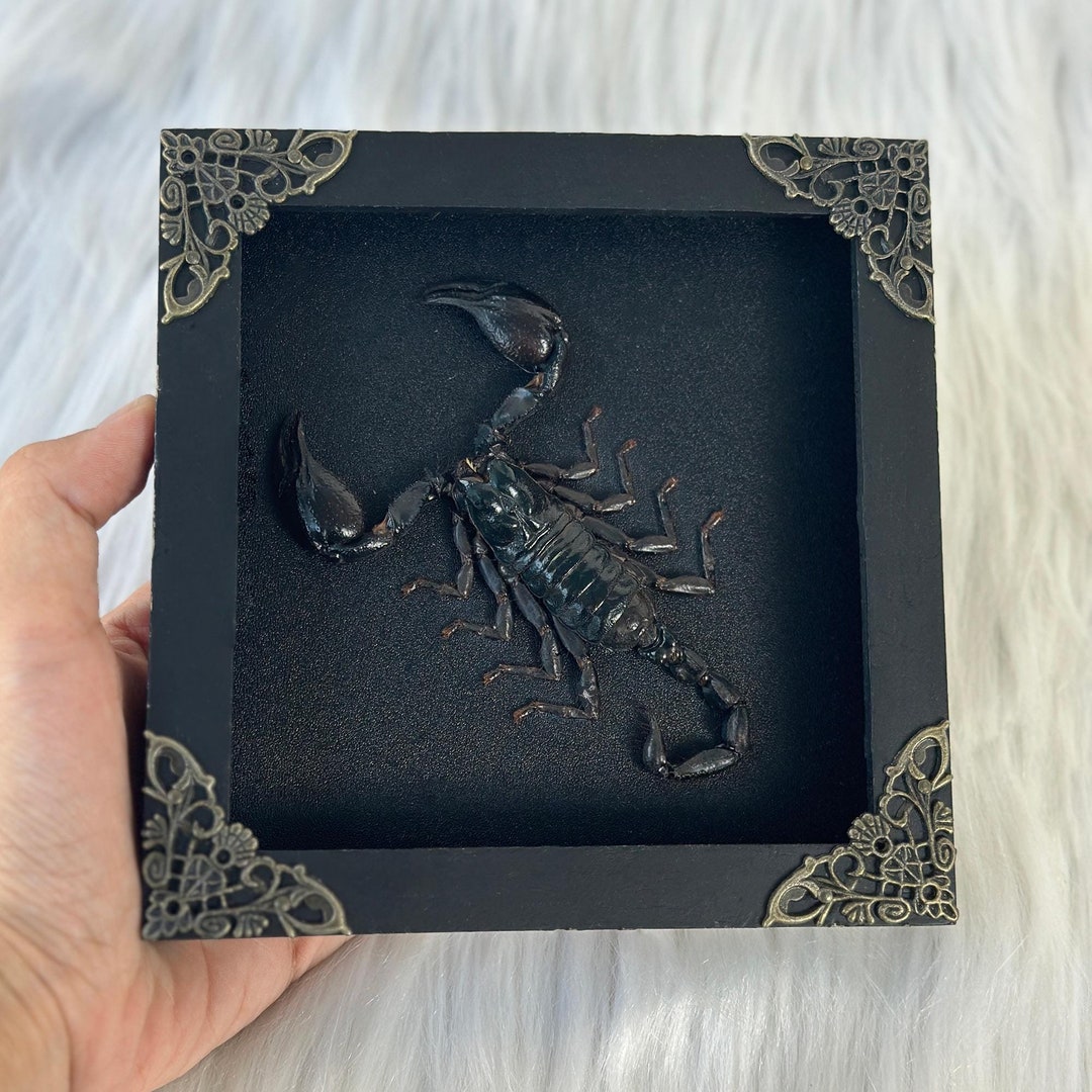 Framed Scorpion Taxidermy: Dried Insect Specimen, Shadow Box Wall Decor ...