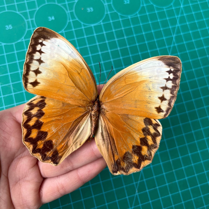 Butterfly Models - Etsy UK