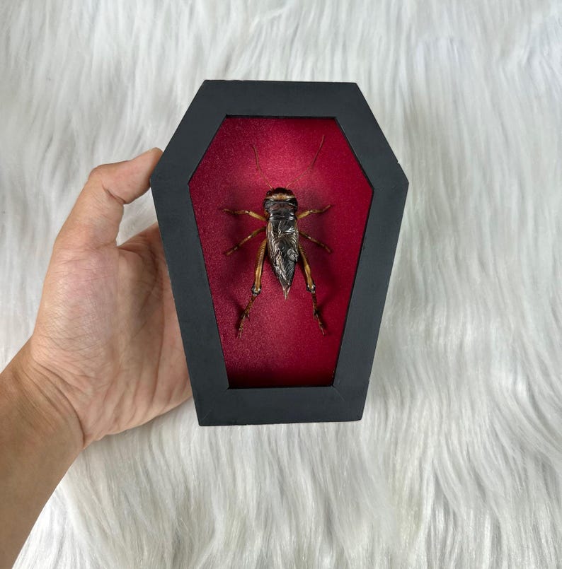 Real Beetle Coffin Frame Insect Dried Specimen Shadow Dead Oddities Gothic Decor Taxadermy ...
