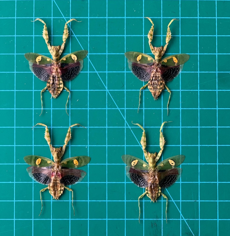 Pack of 4 Jeweled Flower Mantis Taxidermy: Entomology Display - Etsy