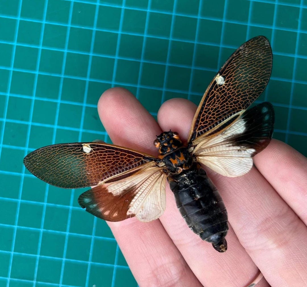Real Cicada Specimens Taxidermy, Preserved Insect Butterfly Moth ...