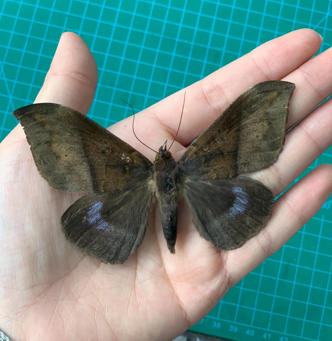 Real Moth Open Wings/ Closed Wings Taxidermy, Spread Mounted Moth ...