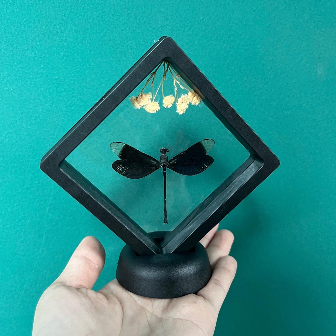 Framed Dragonfly Specimen: Real Insect Display, Oddities Decor - Etsy