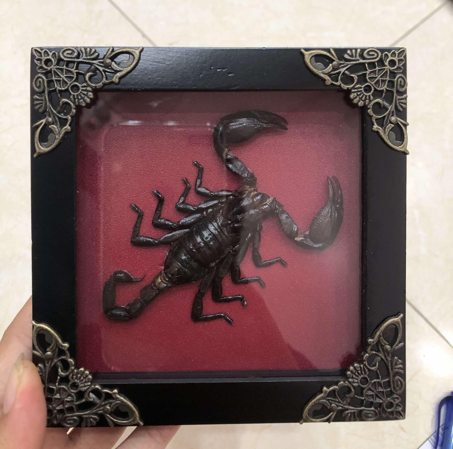 Framed Scorpion Taxidermy: Dried Insect Specimen, Shadow Box Wall Decor ...