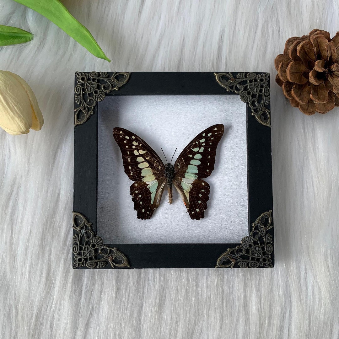 Framed Real Butterfly Specimen: Insect Wall Decor With Brass Corners - Etsy