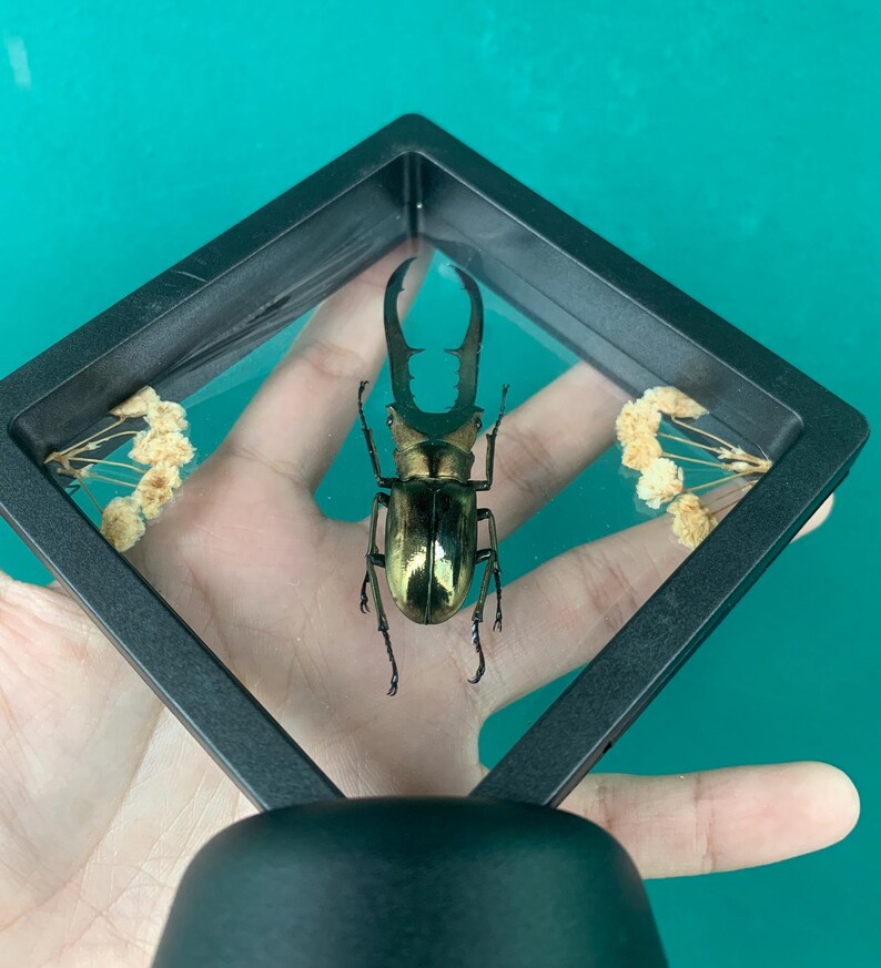 Real Stag Horn Beetle Frame Taxidermy Display Insect Preserved Bug ...
