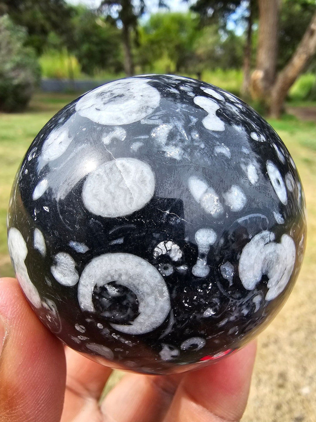 Crinoid Fossil Sphere - Etsy