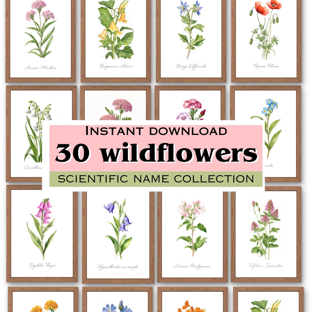 30 Wildflower Posters, Botanical Images, Flower Scientific Name, Wall ...