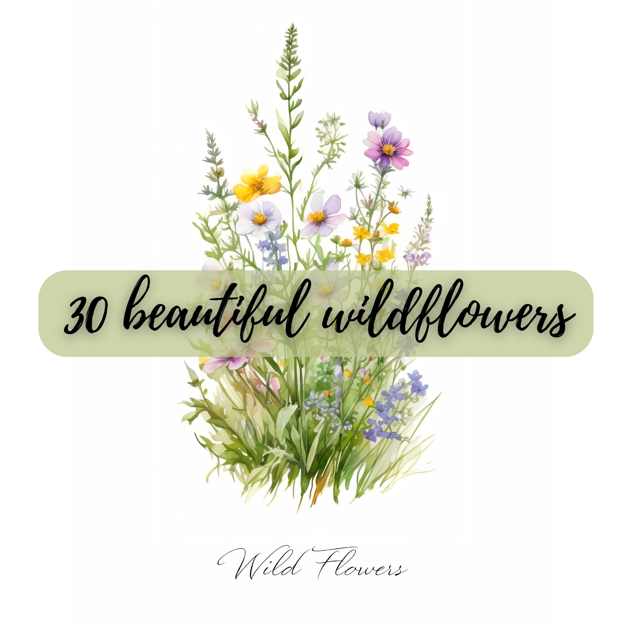 30 Wildflower Posters, Botanical Images, Flower Scientific Name, Wall ...