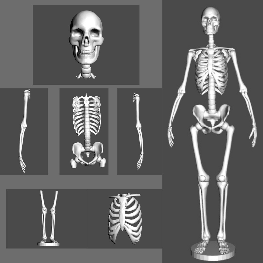 3D stl menselijk skelet tekening bestand, digitale print, 3D-printer en ...