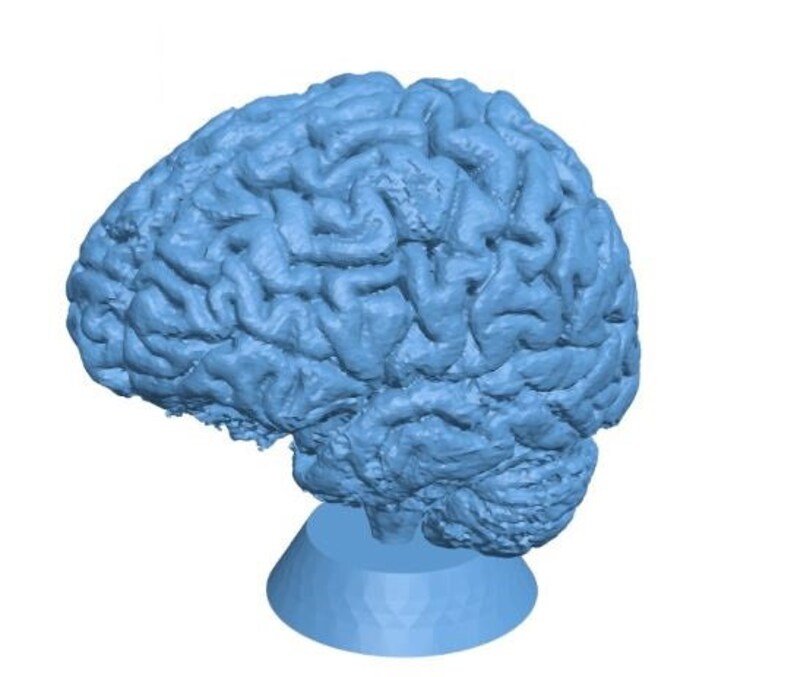 3d Stl Human Brain Drawing Files-igital Drawing File,3d Printer in ...