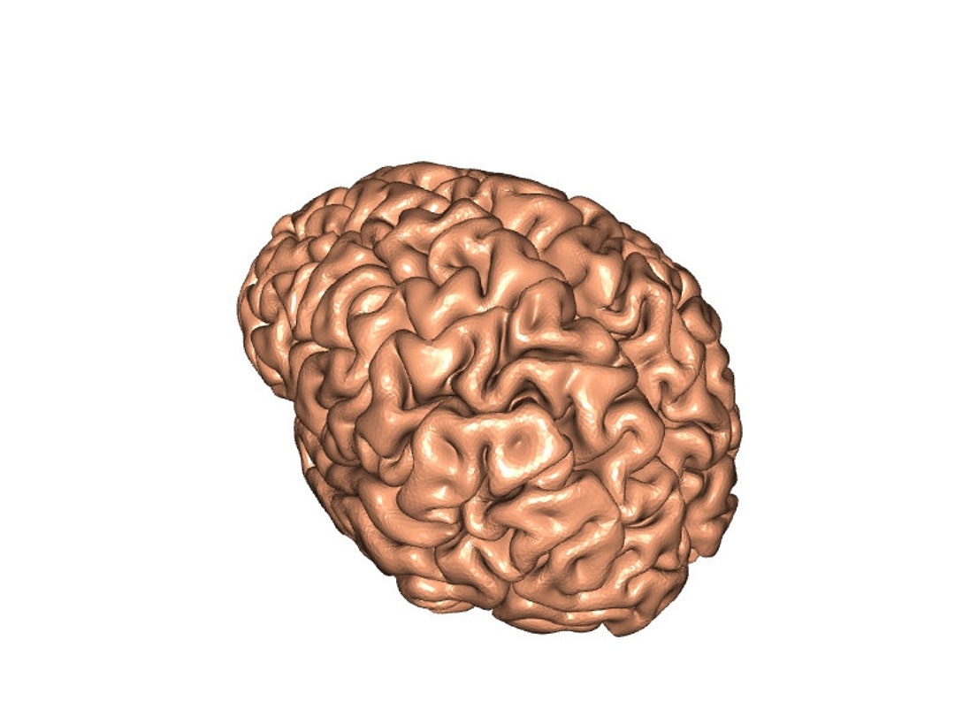 3d Stl Human Brain Drawing Files-igital Drawing File,3d Printer in ...