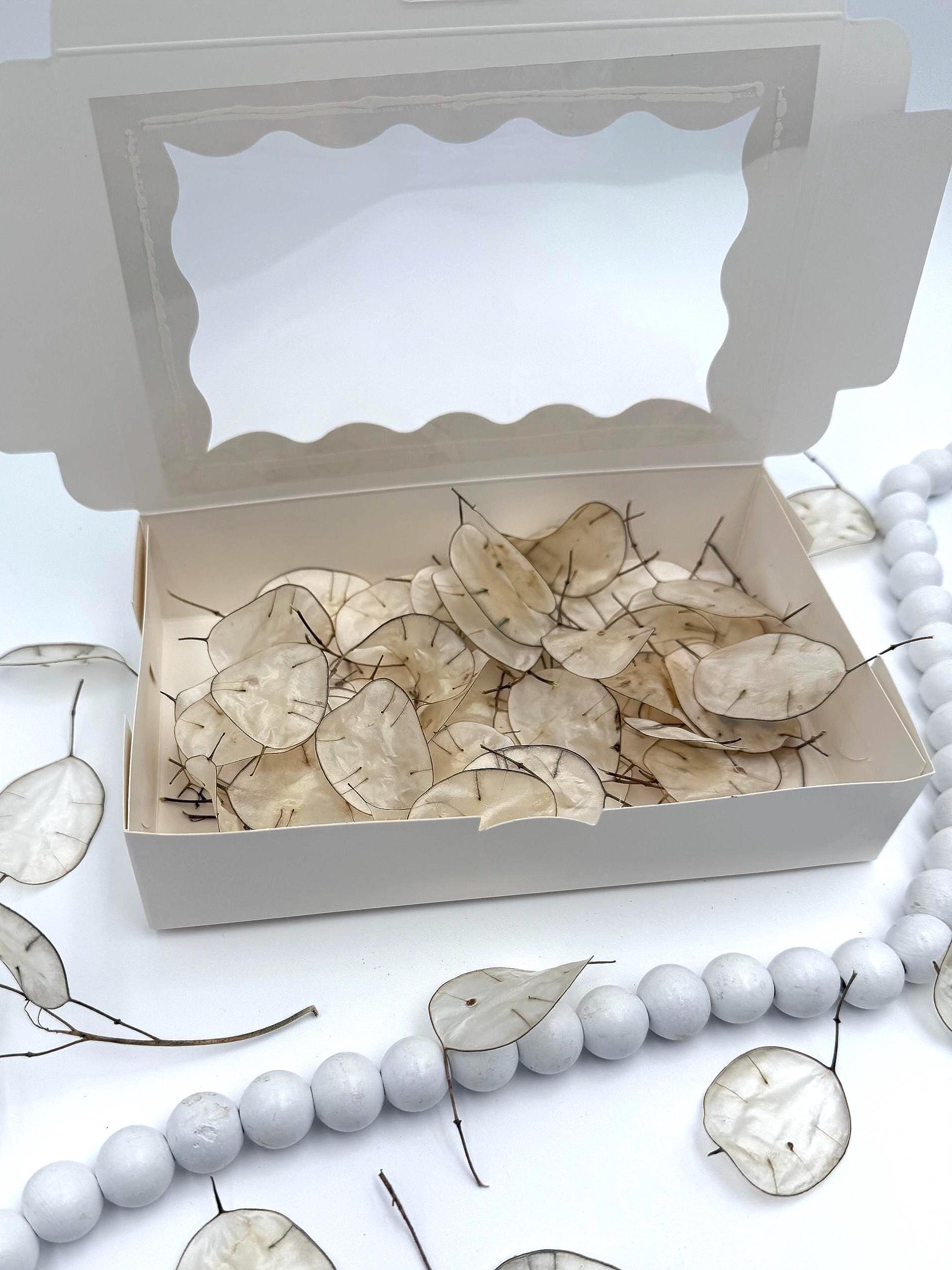 50 Dried Lunaria money Plant Seed Pods Natural Translucent Floral ...