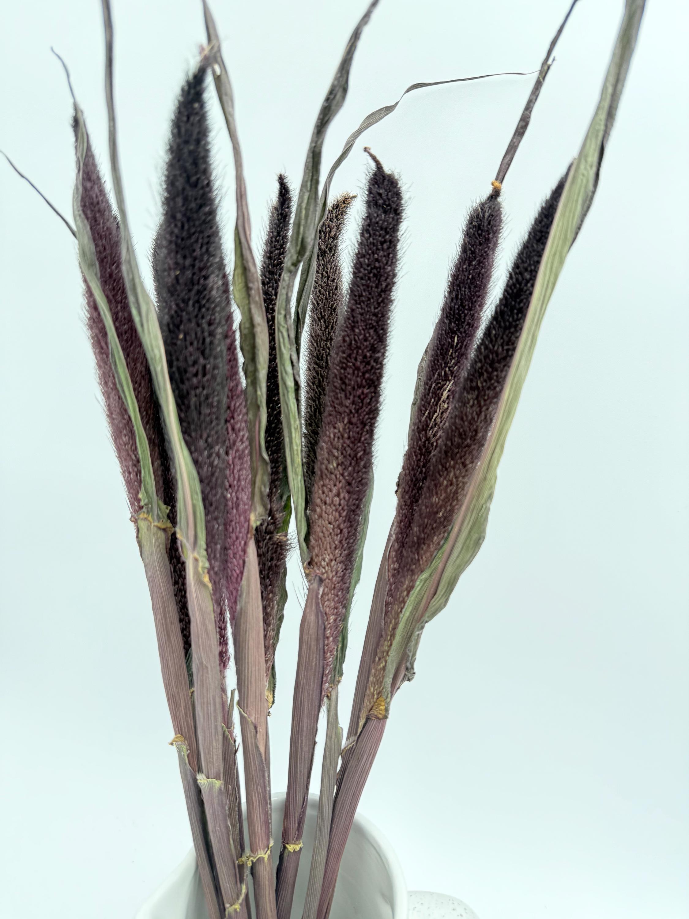 Preserved Purple Millet 10 Stem Bundle Great for Crafting, Arrangements ...