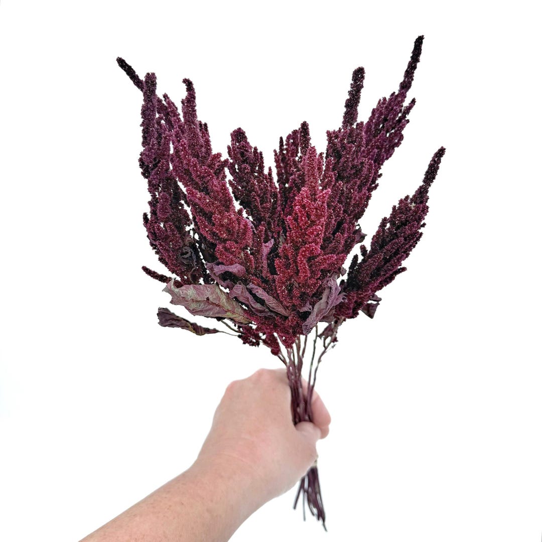 Dried Amaranth Bundle - 10 Stems | Deep Burgundy Everlasting Flowers ...