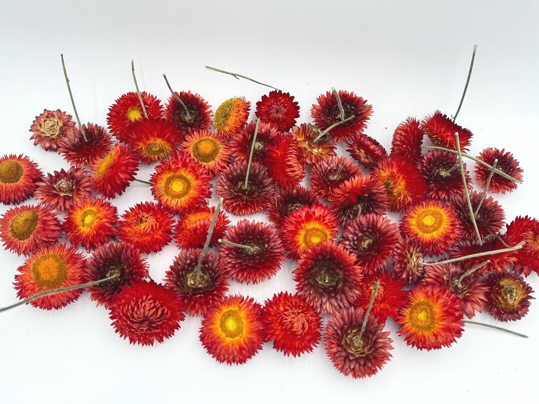50 Piece Extra Large Red Orange Dry Strawflower Heads -dried Floral ...