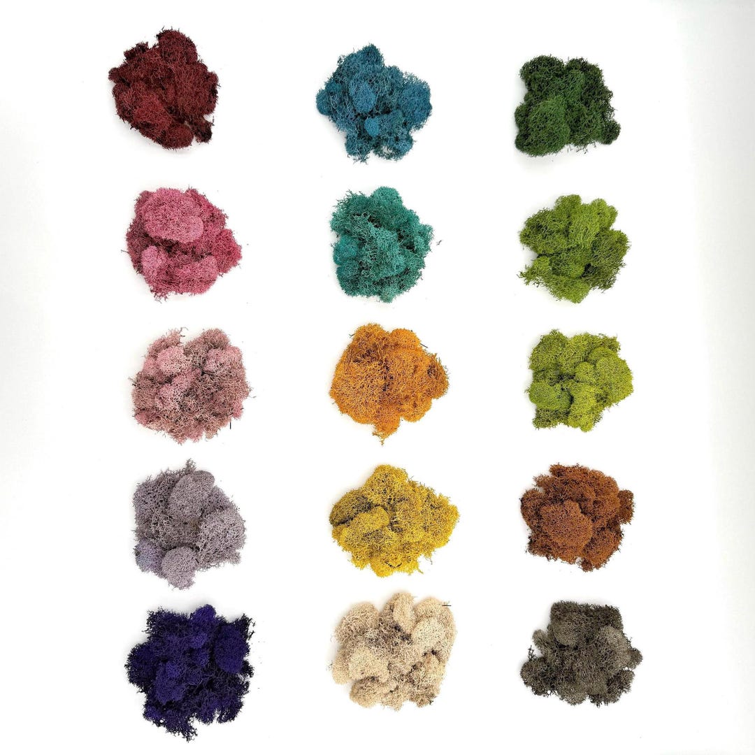 Preserved Reindeer Moss – Colorful Moss for Crafts, Terrariums, Floral ...